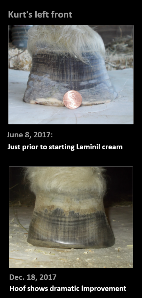 How Laminil helped my laminitic horses | Laminitis Help